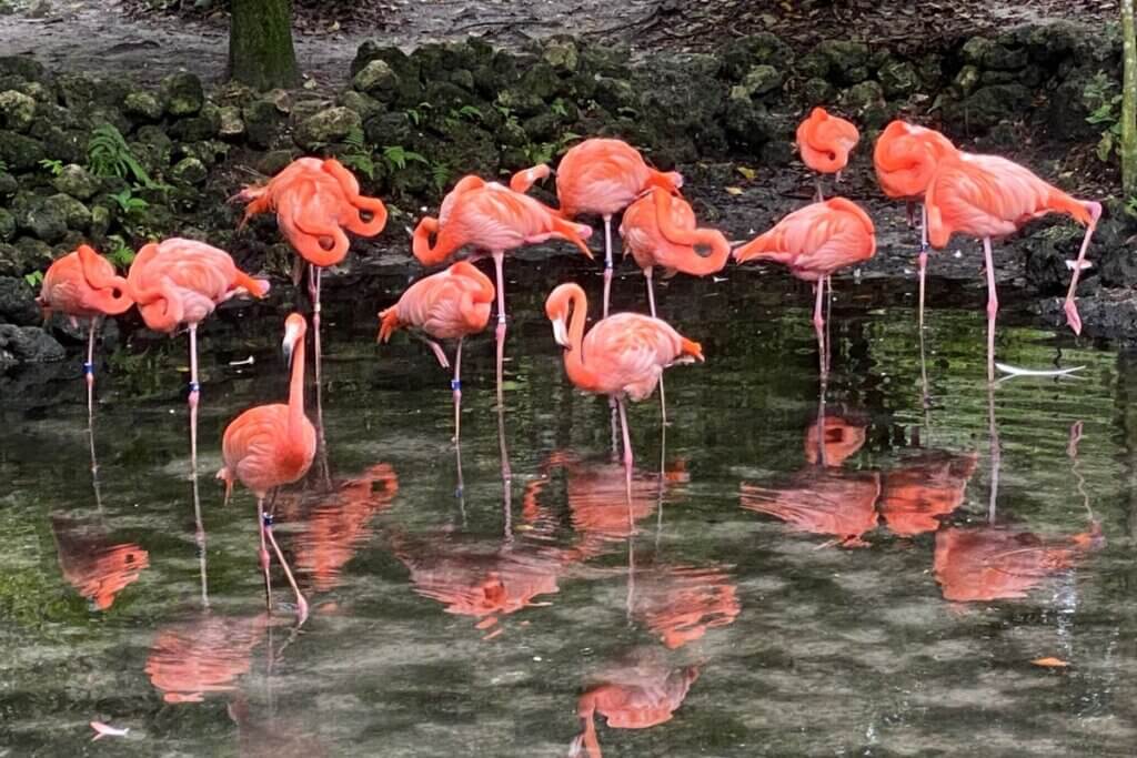 Our 19+ Favorite Freshwater Florida Springs in 2025 • Authentic Florida