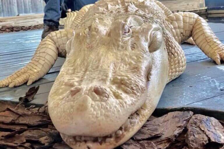 10 Florida Alligator Parks You Won't Want to Miss