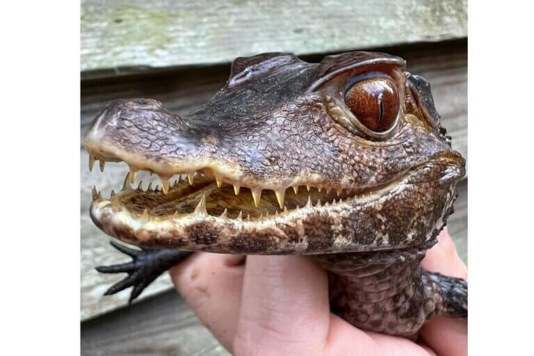 10 Florida Alligator Parks You Won't Want to Miss