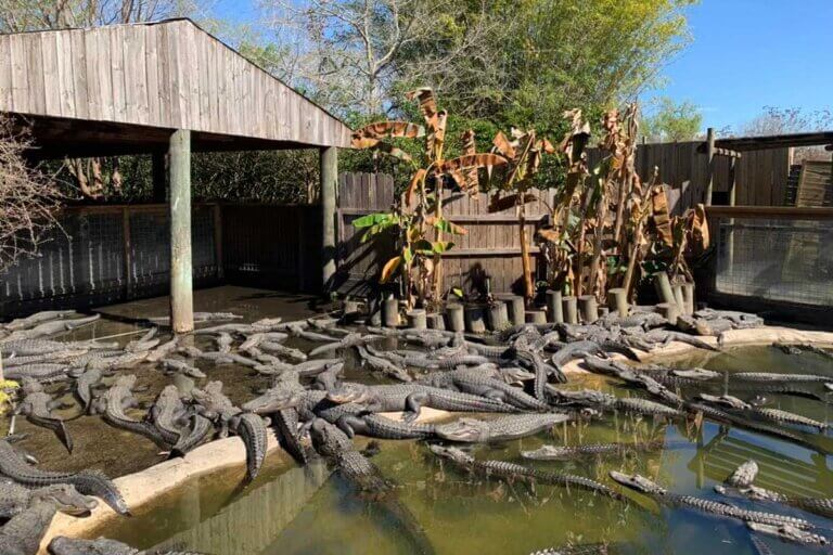 10 Florida Alligator Parks You Won't Want to Miss