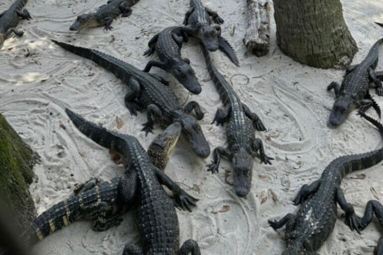 10 Florida Alligator Parks You Won't Want to Miss