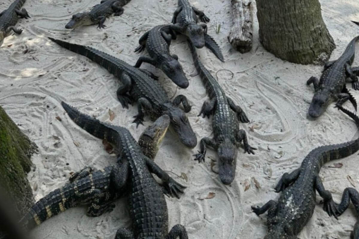10 Florida Alligator Parks You Won't Want to Miss