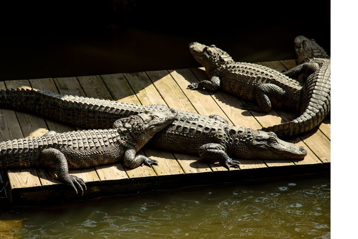 10 Florida Alligator Parks You Won't Want to Miss