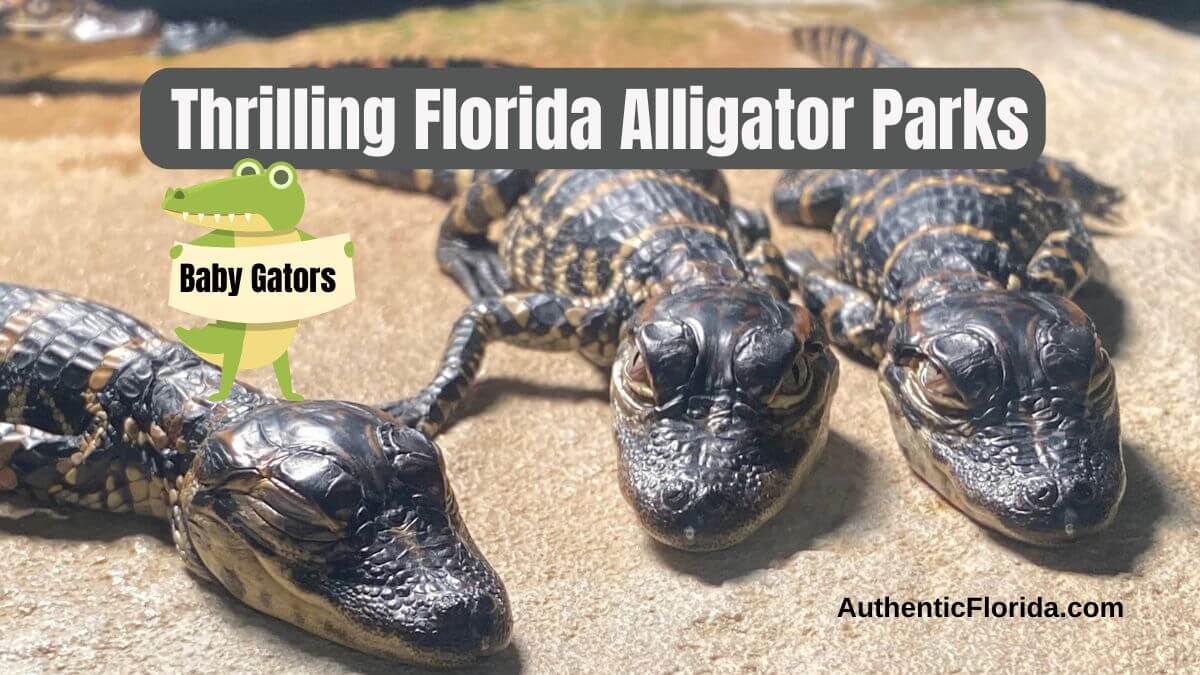 10 Florida Alligator Parks You Won't Want to Miss