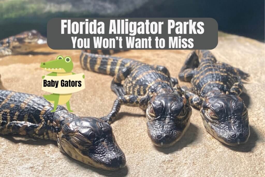 10 Florida Alligator Parks You Won't Want to Miss