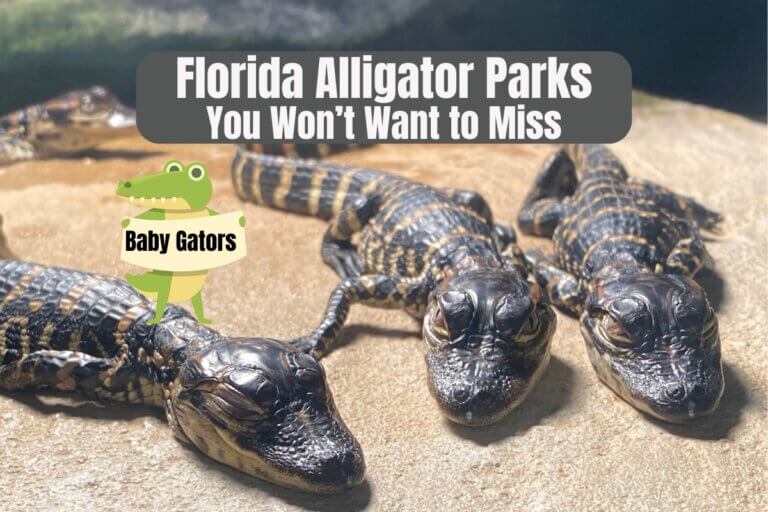 10 Florida Alligator Parks You Won't Want to Miss