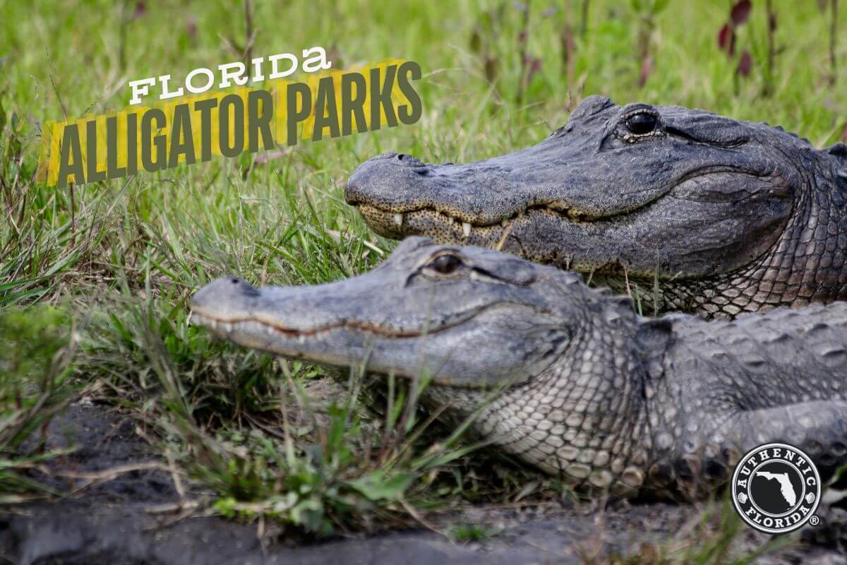 10 Florida Alligator Parks You Won't Want to Miss