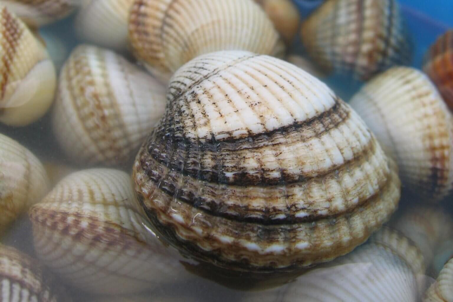 A Beginner’s Guide to Identifying Common Florida Seashells • Authentic ...