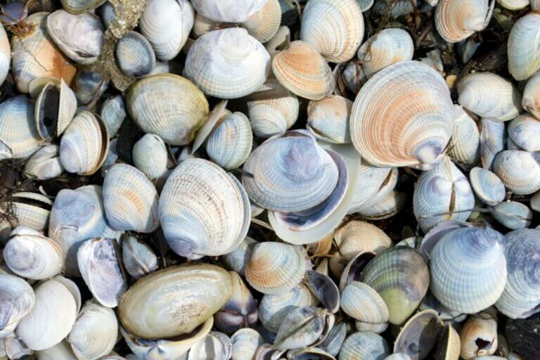 A Beginner’s Guide to Identifying Common Florida Seashells • Authentic ...