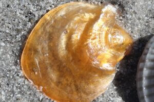A Beginner’s Guide to Identifying Common Florida Seashells