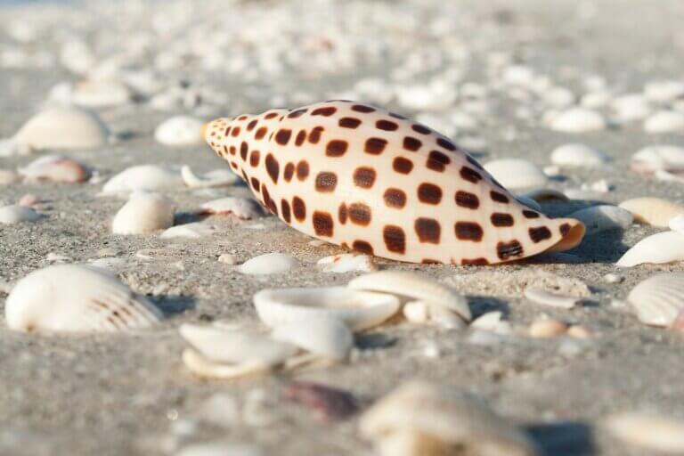 A Beginner’s Guide to Identifying Common Florida Seashells • Authentic ...