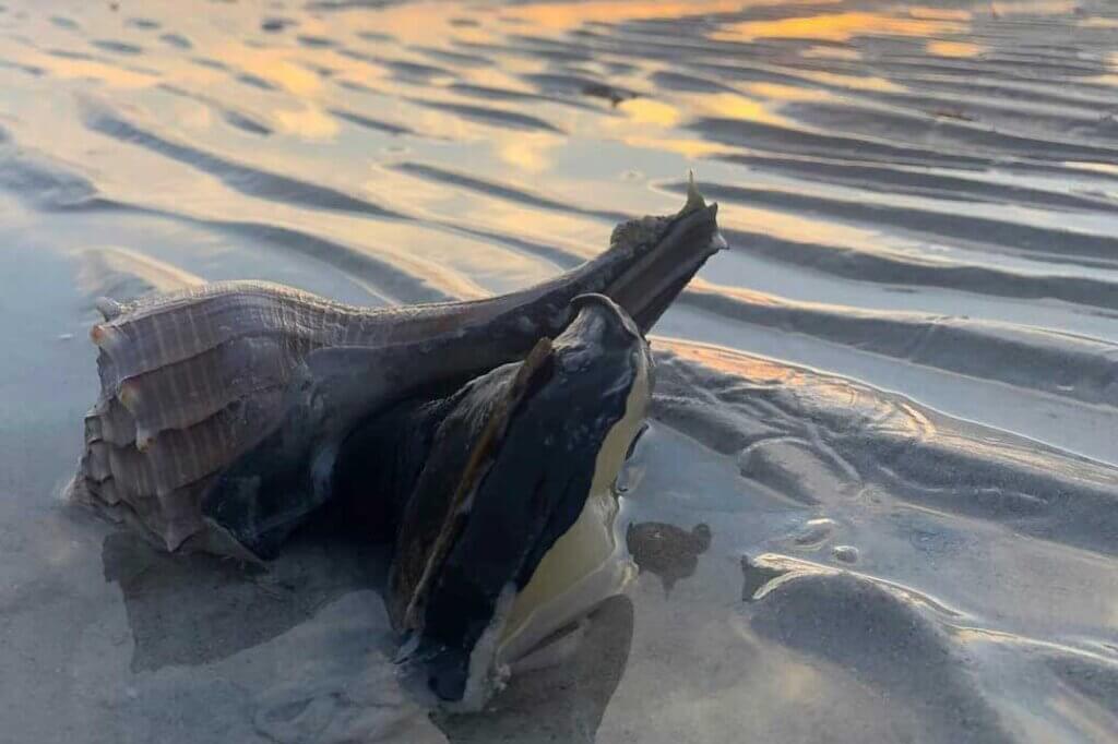 A Road Trip to Southwest Florida's Best Shell Destinations