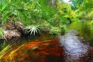 Tiger Creek Preserve: Part of Florida's Ancient Islands • Authentic Florida