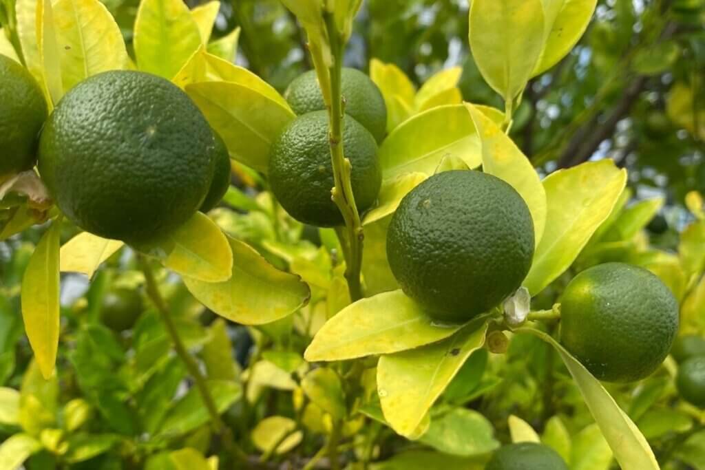 The 14 Best Key Lime Pies in the Florida Keys • Authentic Florida