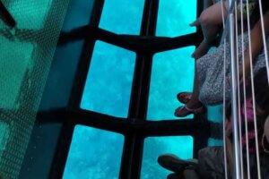 6 Best Glass Bottom Boat Tours in Florida • Authentic Florida