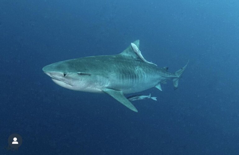 10 Best Places to See Florida Sharks in 2025 - Authentic Florida