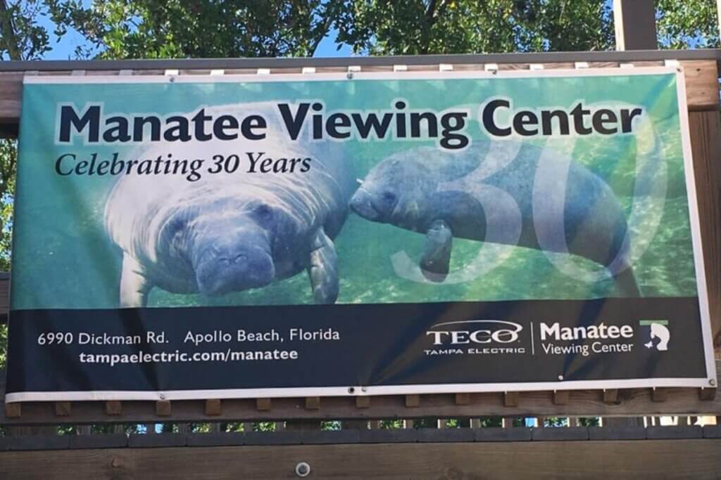 15+ Great Places To See Florida Manatees in 2024 • Authentic Florida