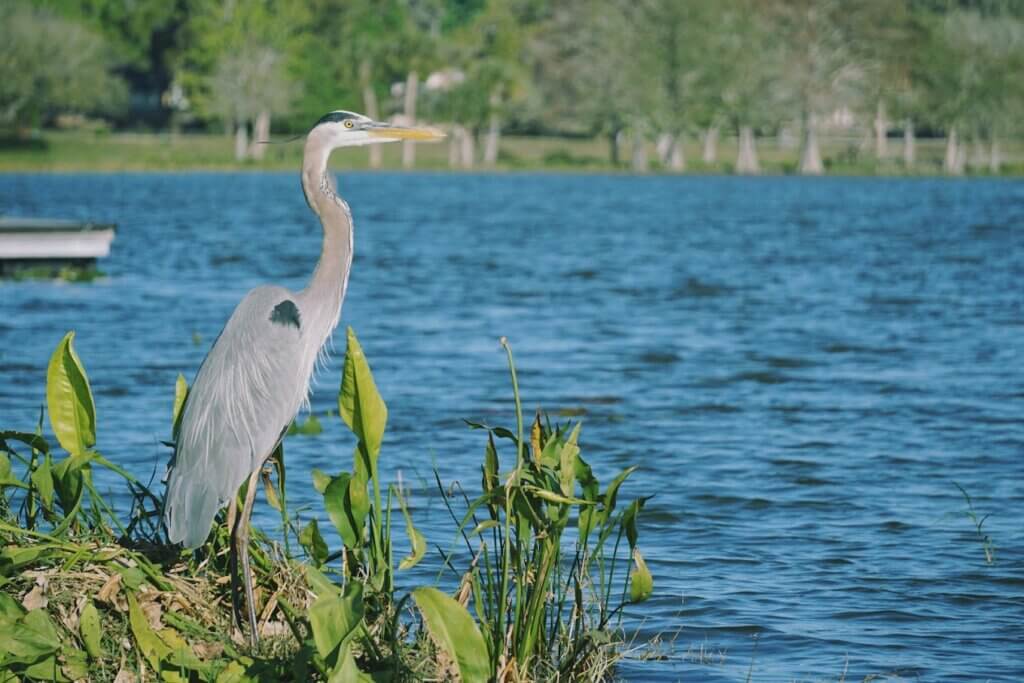 10+ Best Things to Do in Leesburg, FL (2025) • Authentic Florida