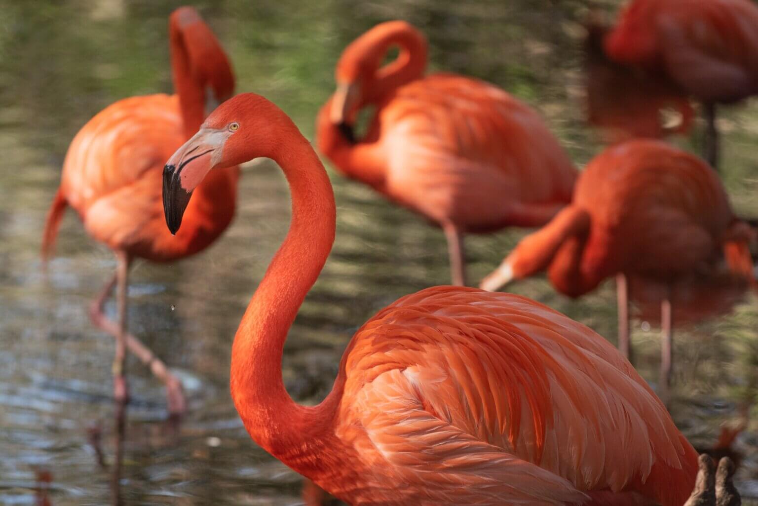 21+ Best Places to See Flamingos in Florida in 2025 • Authentic FL