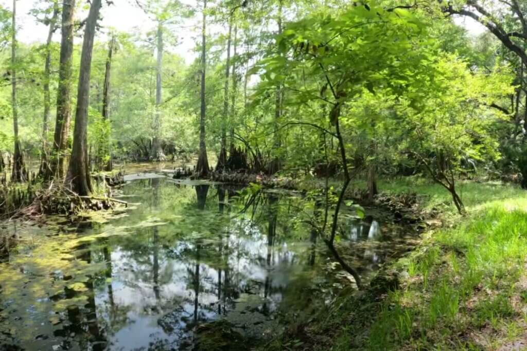 Fanning Springs + Nearby Places to Eat, Stay, and Shop