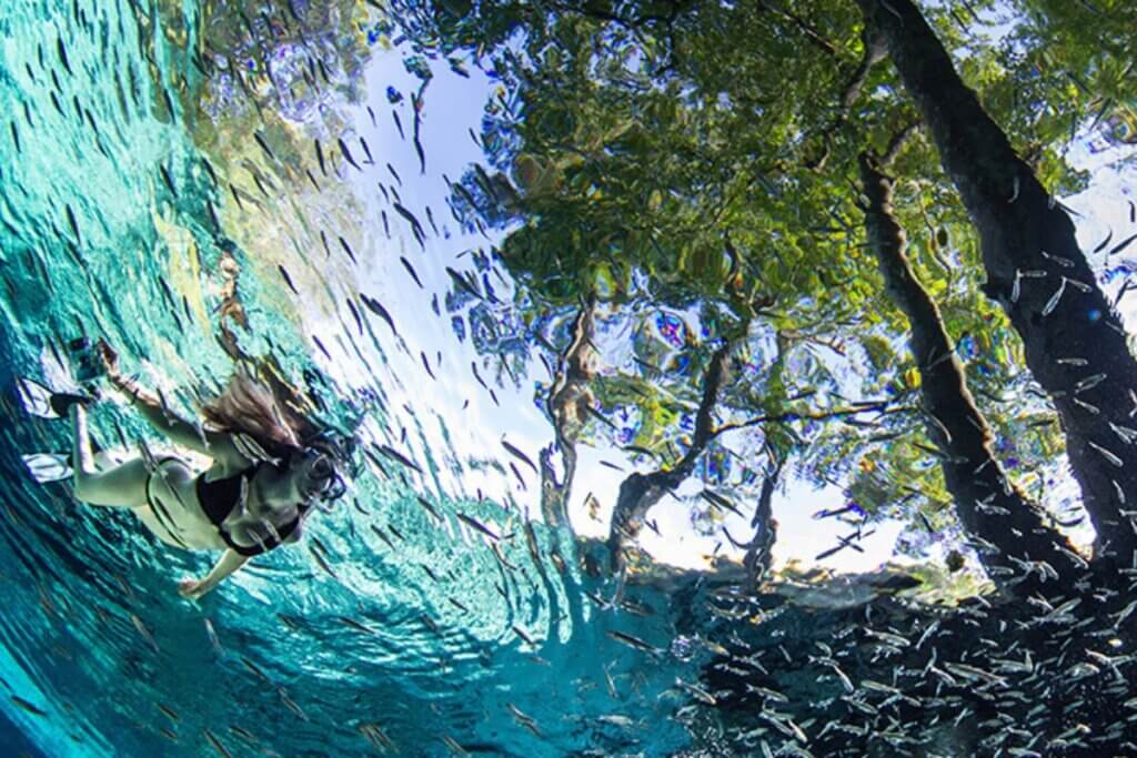 Ginnie Springs + Nearby Places to Eat, Stay, and Shop