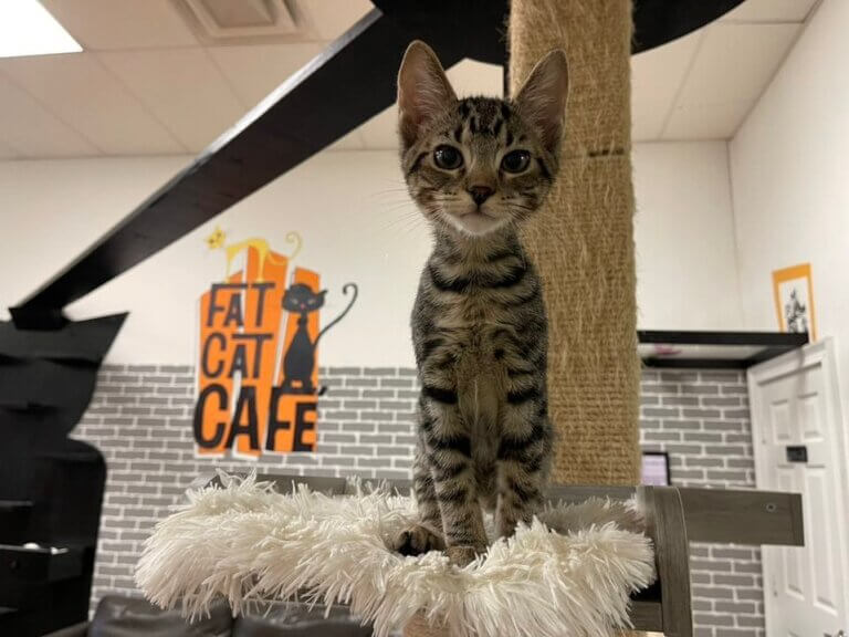 13+ Cool Cat Cafes in Florida • Authentic Florida