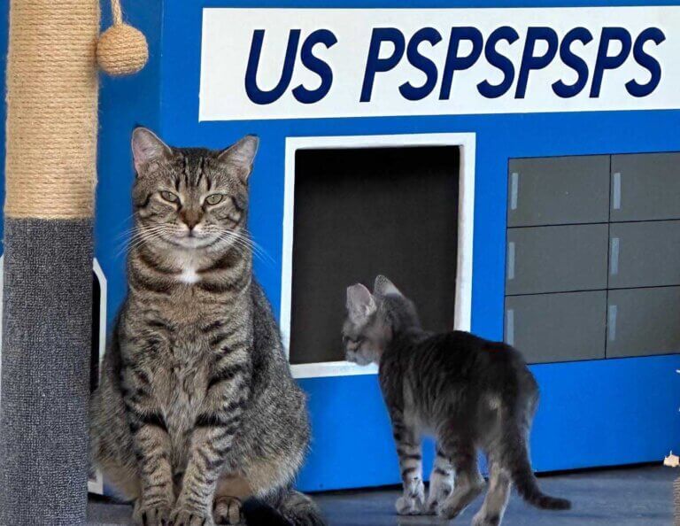 13+ Cool Cat Cafes in Florida • Authentic Florida