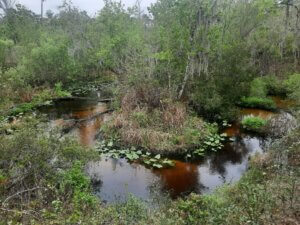 Tiger Creek Preserve: Part of Florida's Ancient Islands • Authentic Florida