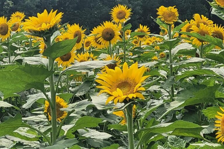 22+ Best Sunflower Fields in Florida (2025) • Authentic Florida
