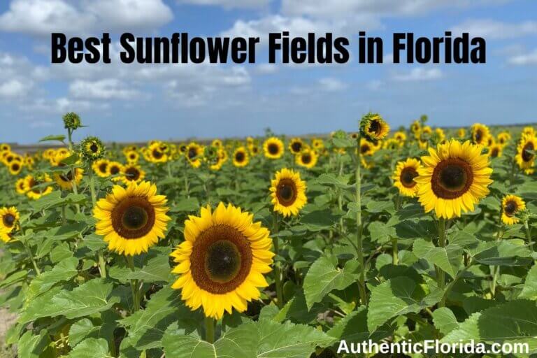 22+ Best Sunflower Fields in Florida (2025) • Authentic Florida