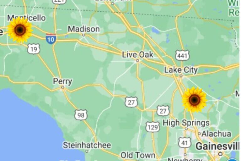 22+ Best Sunflower Fields in Florida (2025) • Authentic Florida