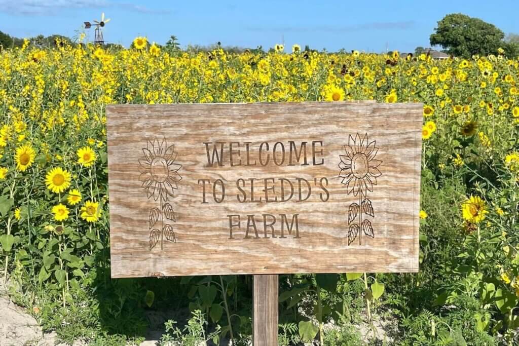 22+ Best Sunflower Fields in Florida (2025) • Authentic Florida
