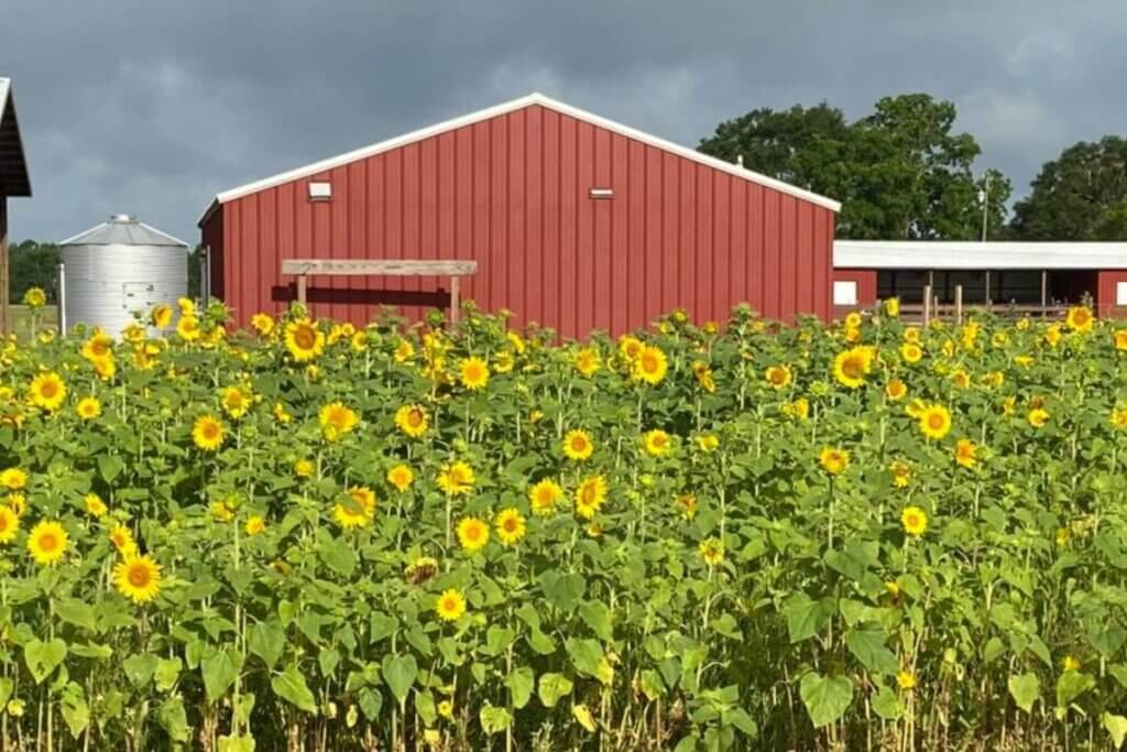 22+ Best Sunflower Fields in Florida (2025) • Authentic Florida