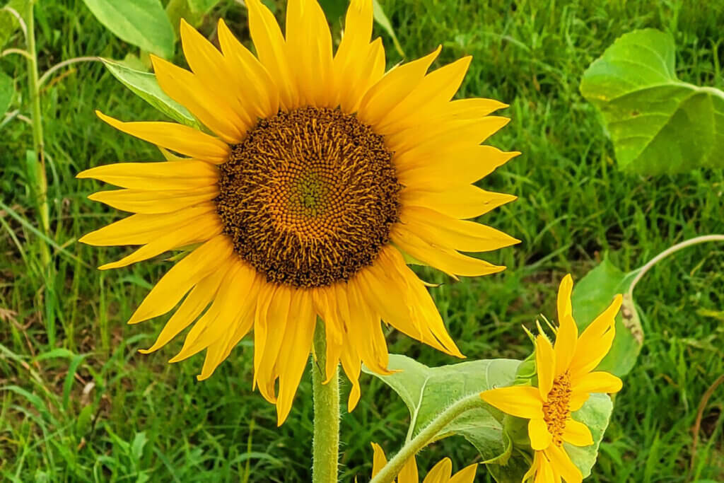 22+ Best Sunflower Fields in Florida (2025) • Authentic Florida