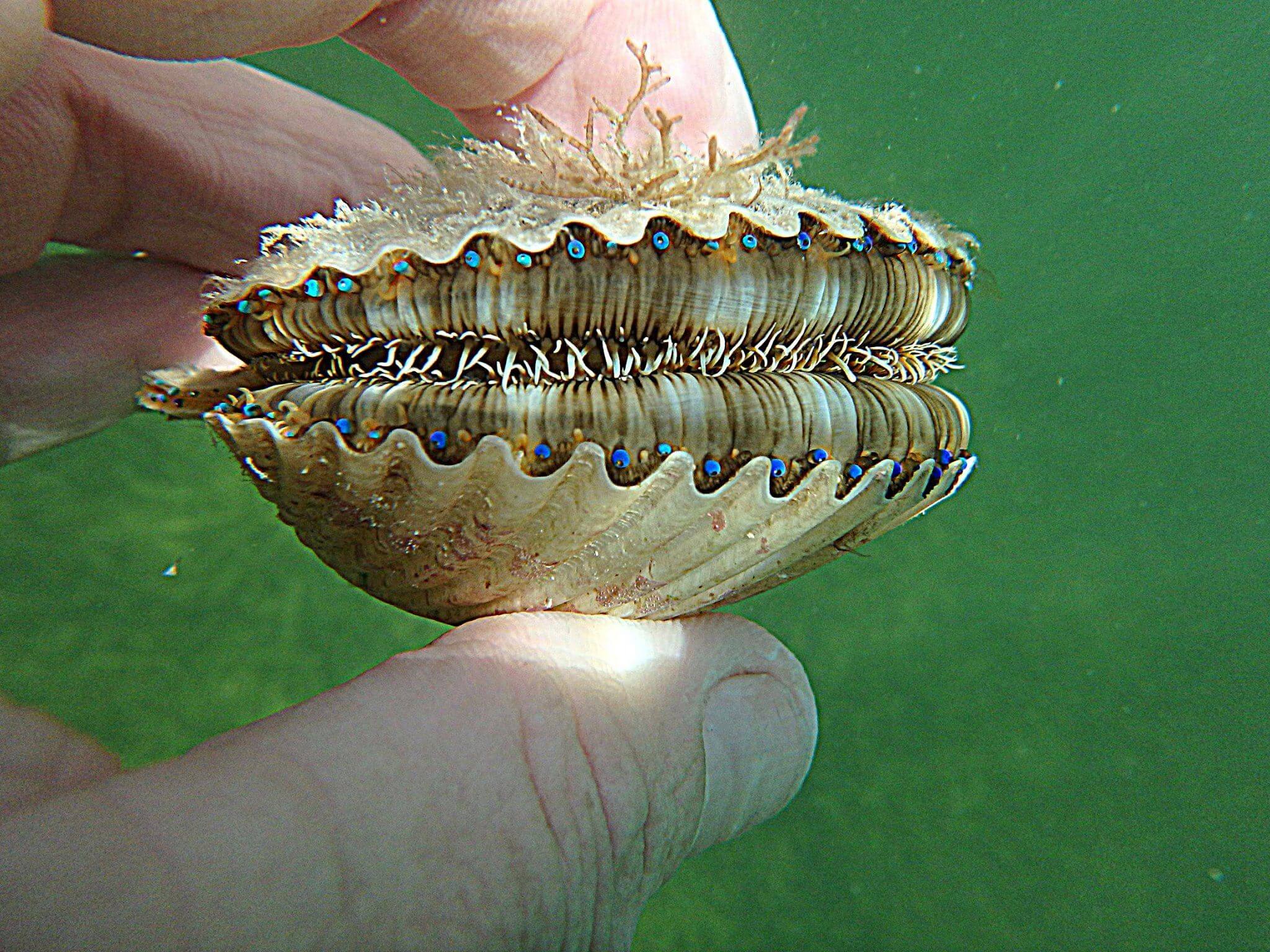 The 2026 Florida Scalloping Season Guide • Authentic Florida