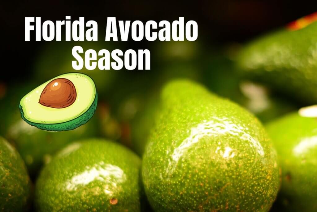 What Makes Florida Avocados Delicious! • Authentic Florida