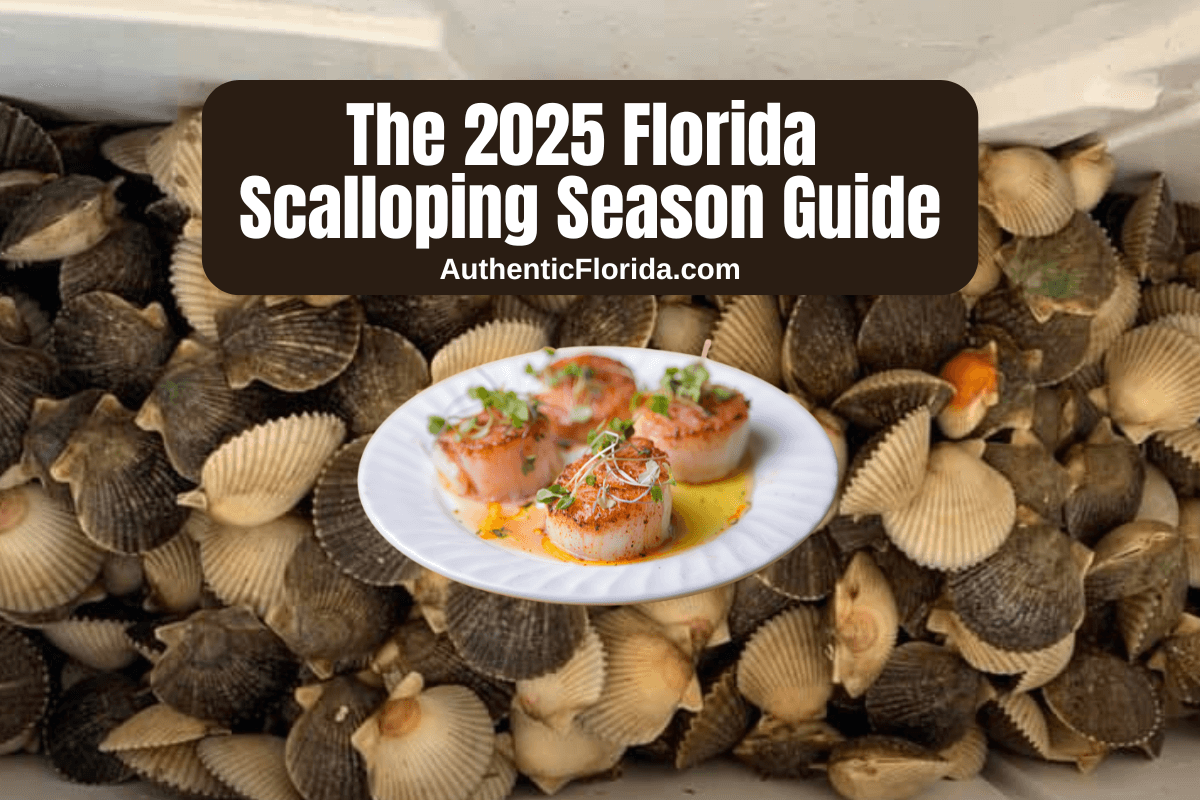 The 2025 Florida Scalloping Season Guide • Authentic Florida