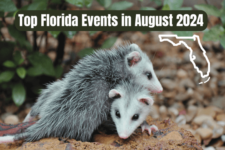 14 Top Florida Events in August 2024 • Authentic Florida