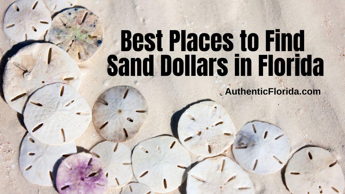 21 Best Places to Find Sand Dollars in Florida (2025) • Authentic Florida