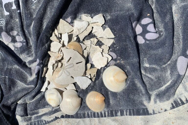 21 Best Places to Find Sand Dollars in Florida (2026) • Authentic Florida