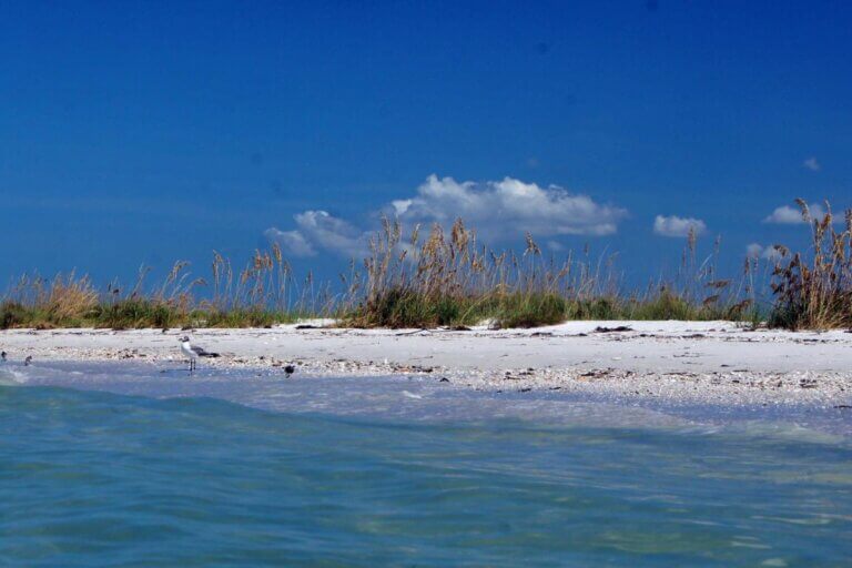 21 Best Places to Find Sand Dollars in Florida (2026) • Authentic Florida