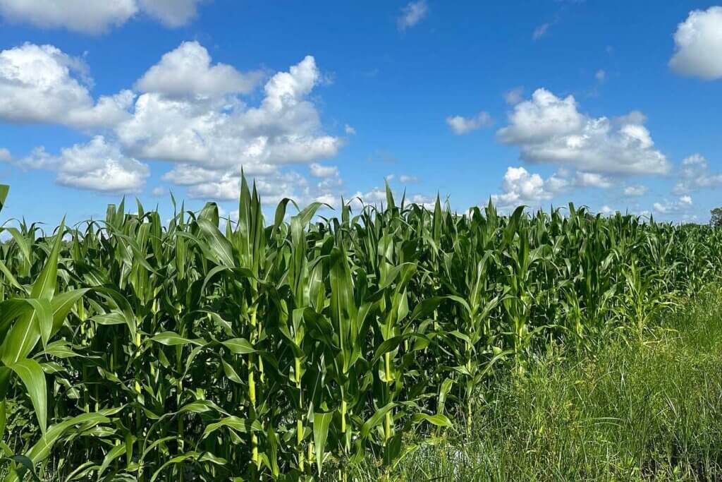 16 Best Florida Corn Mazes • Authentic Florida
