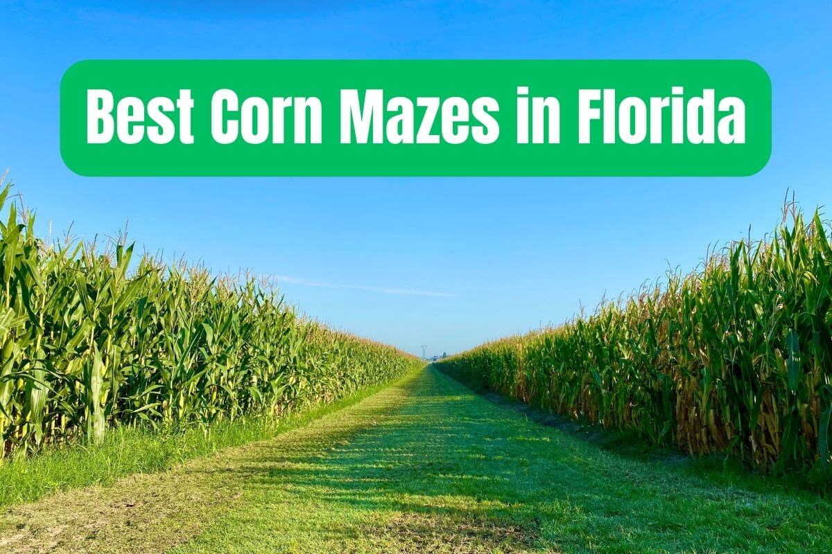16 Best Florida Corn Mazes • Authentic Florida
