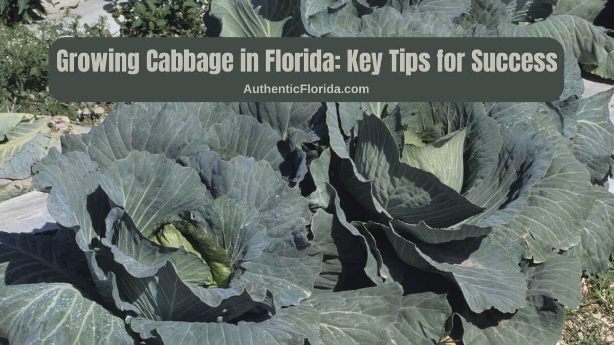 Growing Cabbage in Florida: Key Tips for Success • Authentic Florida