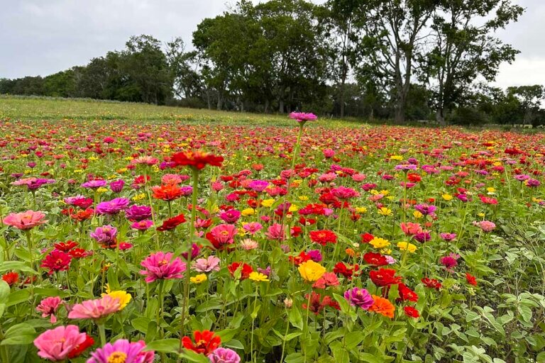 Top Spring Festivals in Florida • Authentic Florida