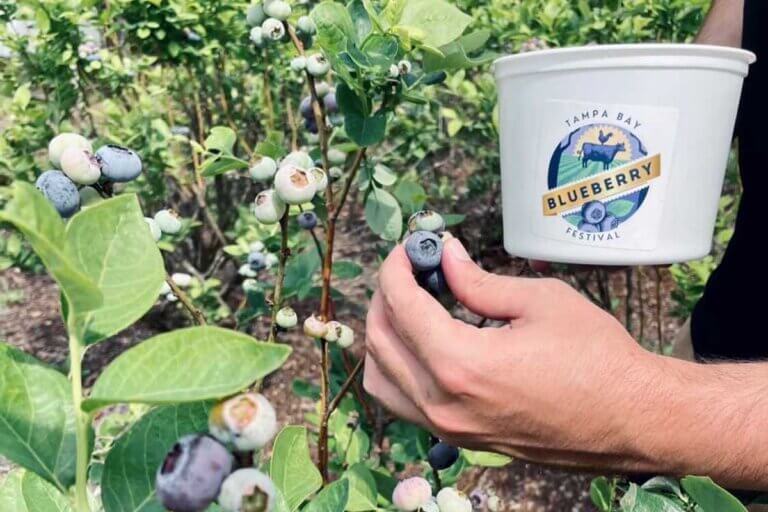 Discover the Best Blueberry Festivals in Florida • Authentic Florida