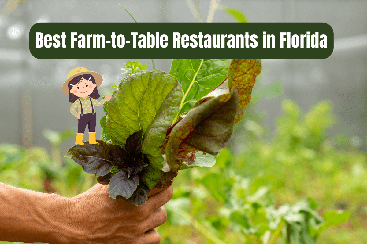 Best Farm-to-Table Restaurants in Florida (2025) • Authentic Florida