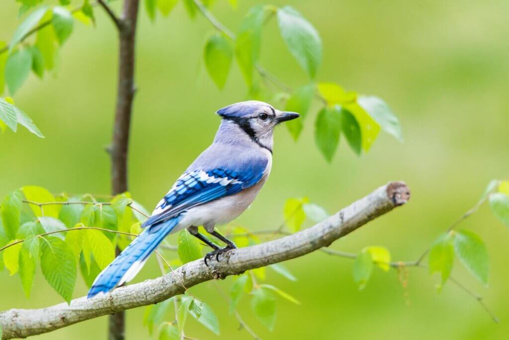 A Guide to Common Backyard Birds in Florida • Authentic Florida