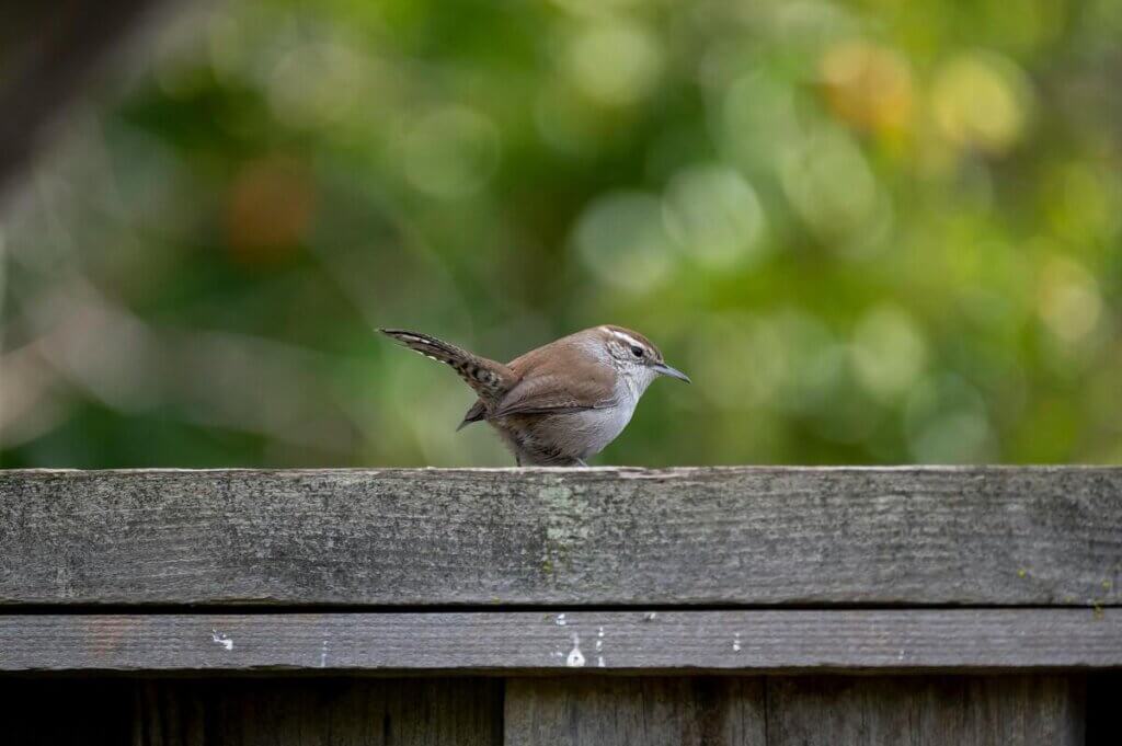 A Guide to Common Backyard Birds in Florida • Authentic Florida