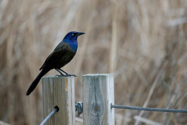 A Guide to Common Backyard Birds in Florida • Authentic Florida